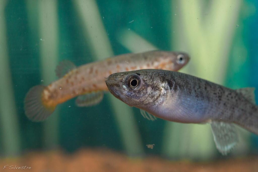 Photos of the mangrove rivulus – Laboratory of Evolutionary and ...