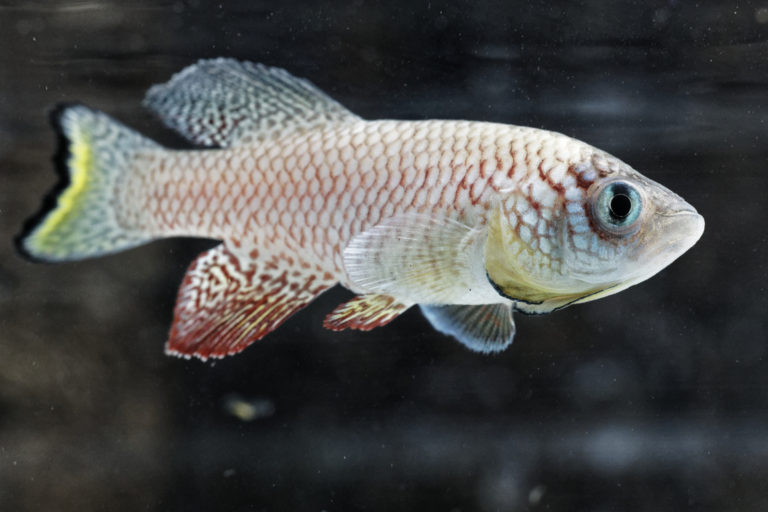 Arrival of the turquoise killifish – Laboratory of Evolutionary and ...