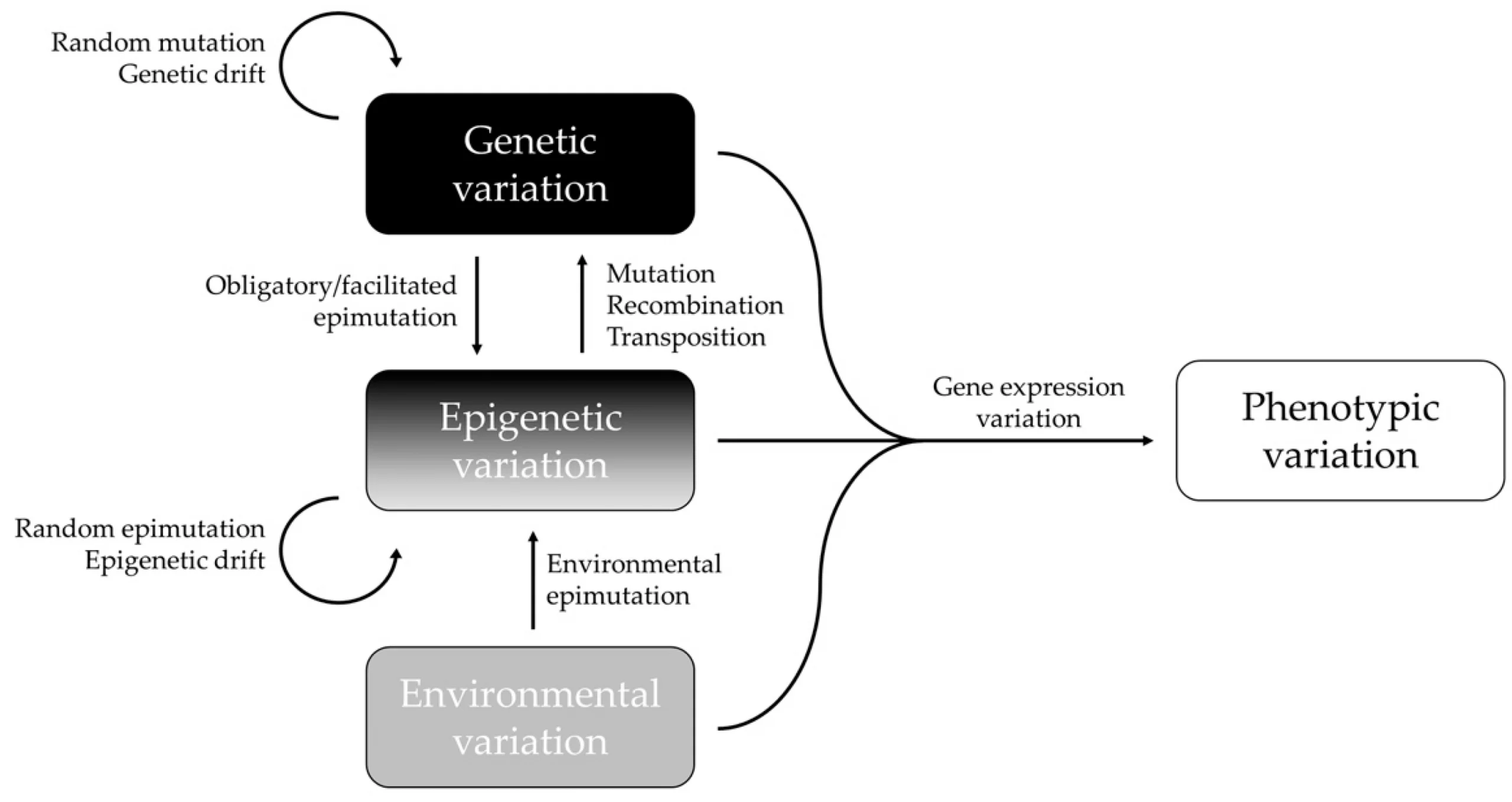 Review article in Epigenomes – Laboratory of Evolutionary and Adaptive ...